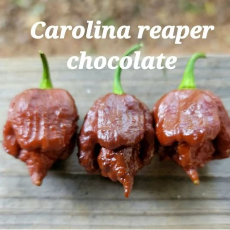 Carolina Reaper Chocolate 10 sementes Cor Chocolate Grau de Ardência ...