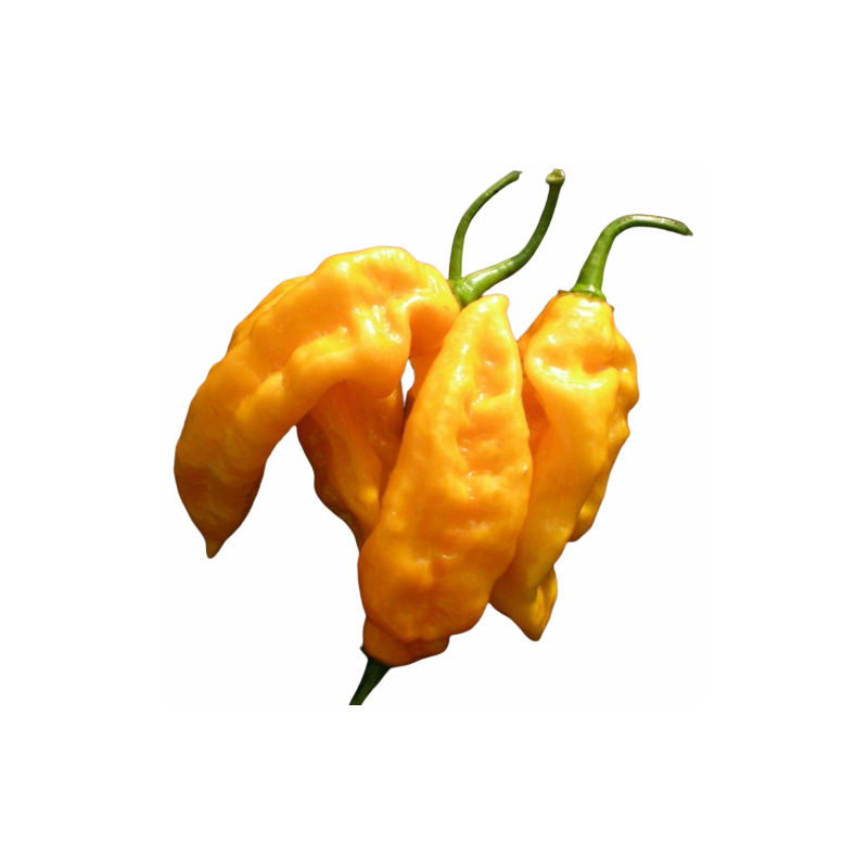 Bhut Jolokia Laranja 10 sementes Ghost Pepper Cor Laranja Grau de ...