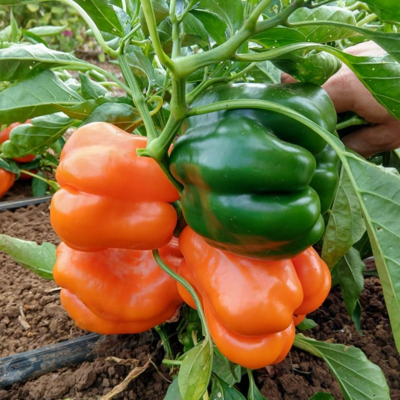 Pimento Laranja 20 sementes Cor Laranja Grau de Ardência Fraco Cor da ...