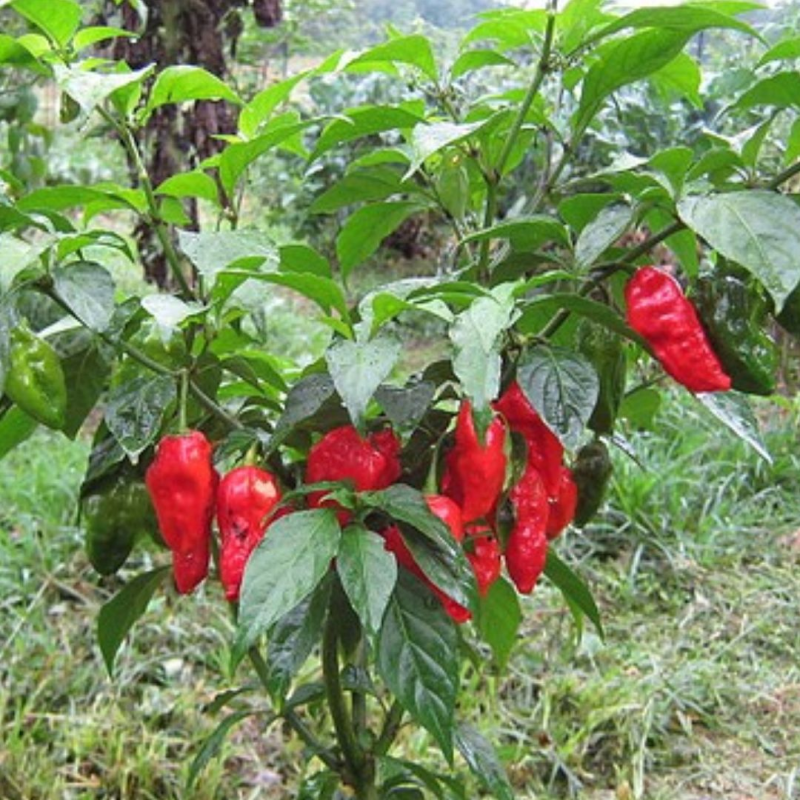 Naga Morich 10 sementes Cor Verde Grau de Ardência Nuclear Cor da Folha ...