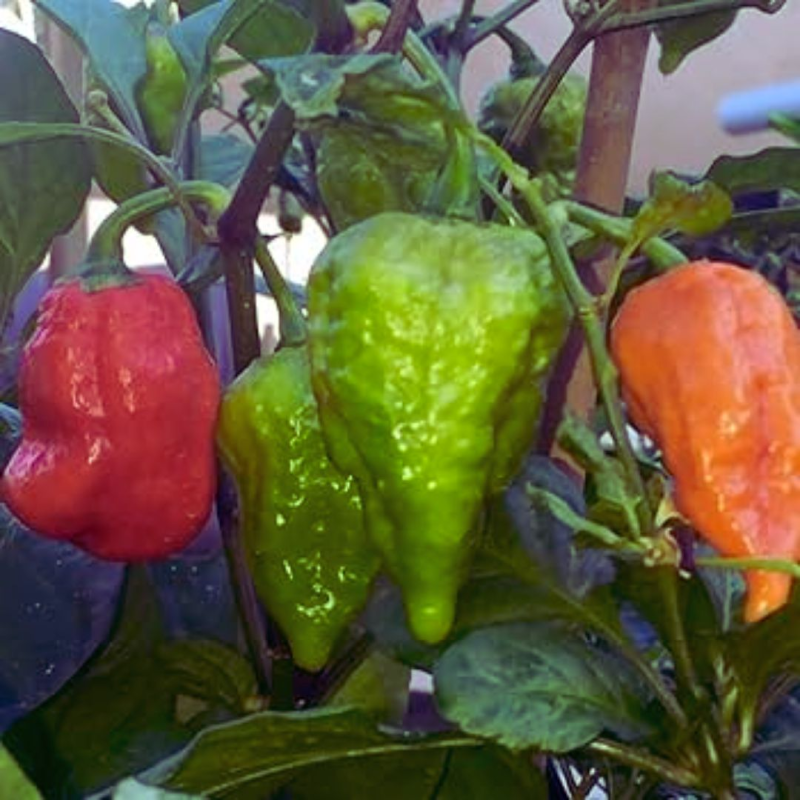 Naga Morich 10 sementes Cor Verde Grau de Ardência Nuclear Cor da Folha ...